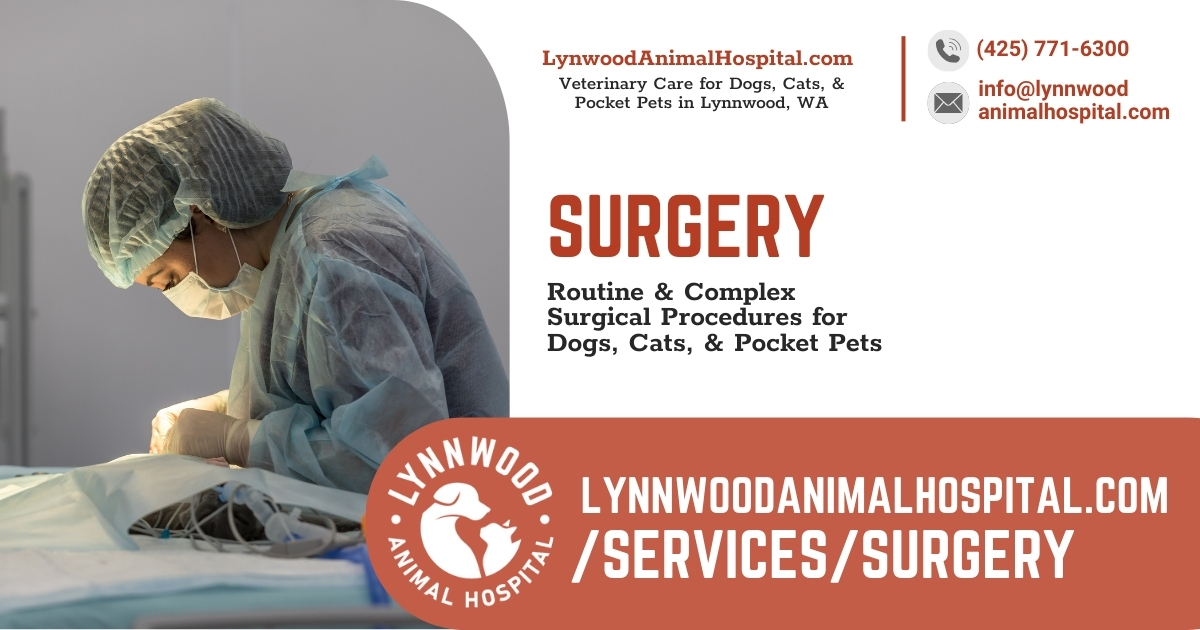 Surgery | Lynnwood Animal Hospital | Spays & Neuters for Dogs & Cats